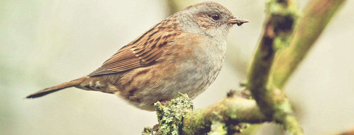 Common Irish Garden Birds • Petmania